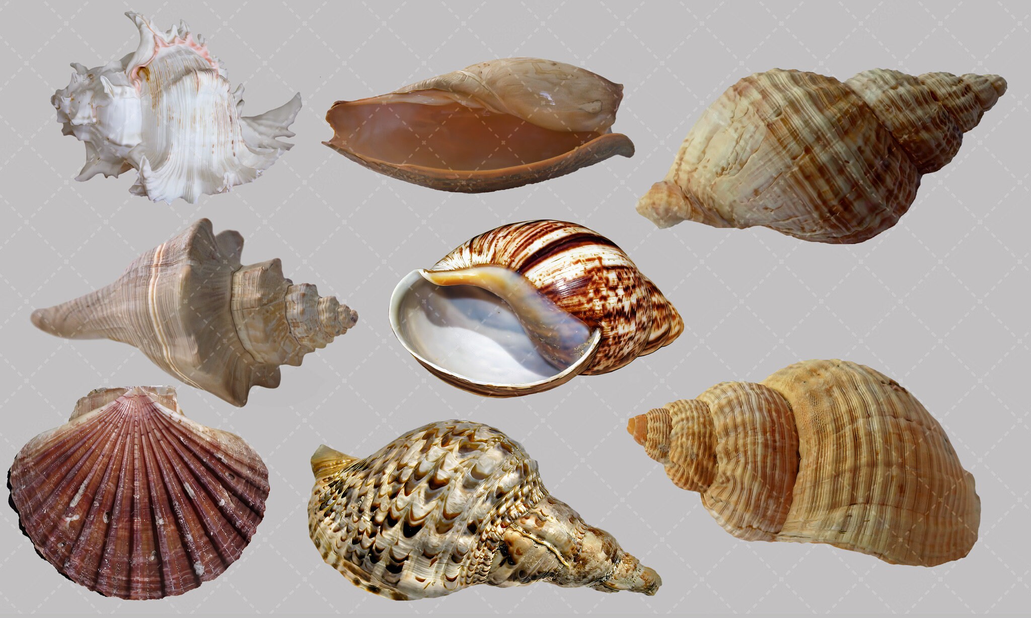 PNG, Overlay, Love PNG, Shell PNG, Beach Overlay, Shell Overlay, Ocean ...