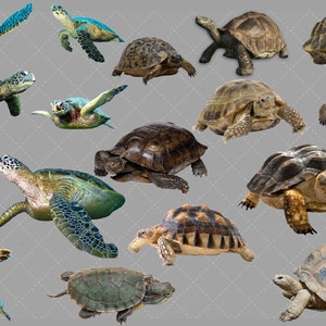 Turtle Overlay, Turtle Stock, Turtle PNG, PNG, Overlay, Digital ...