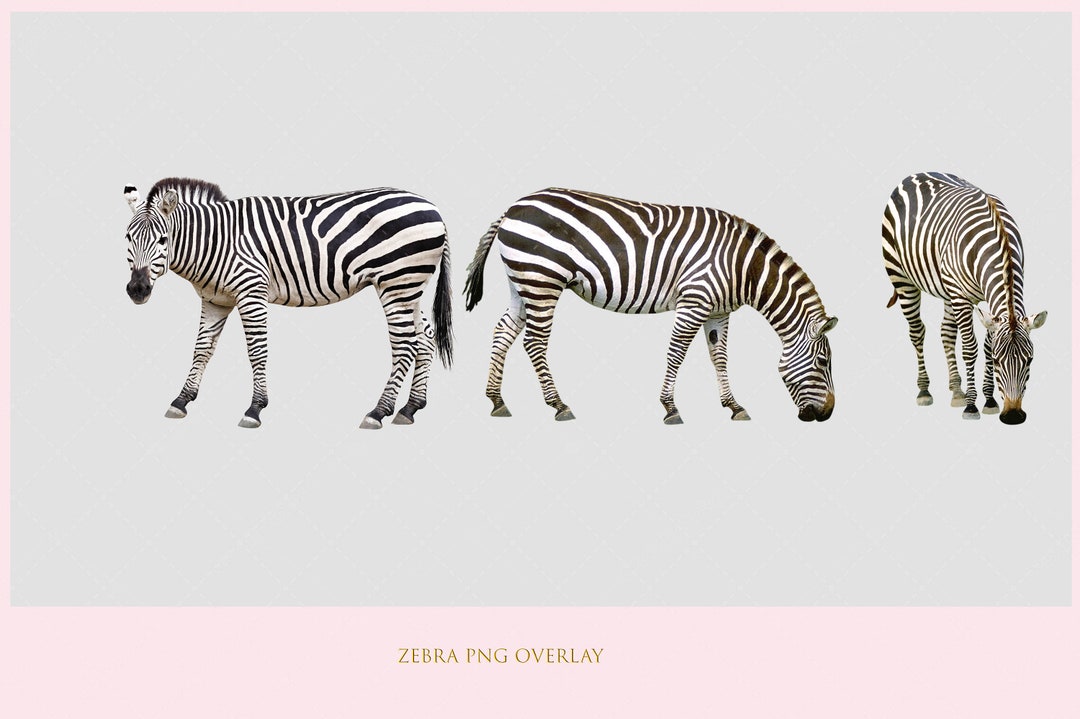 Zebra PNG, Zebra Overlay, Zebra , Digitasl Image, Composite Image ...