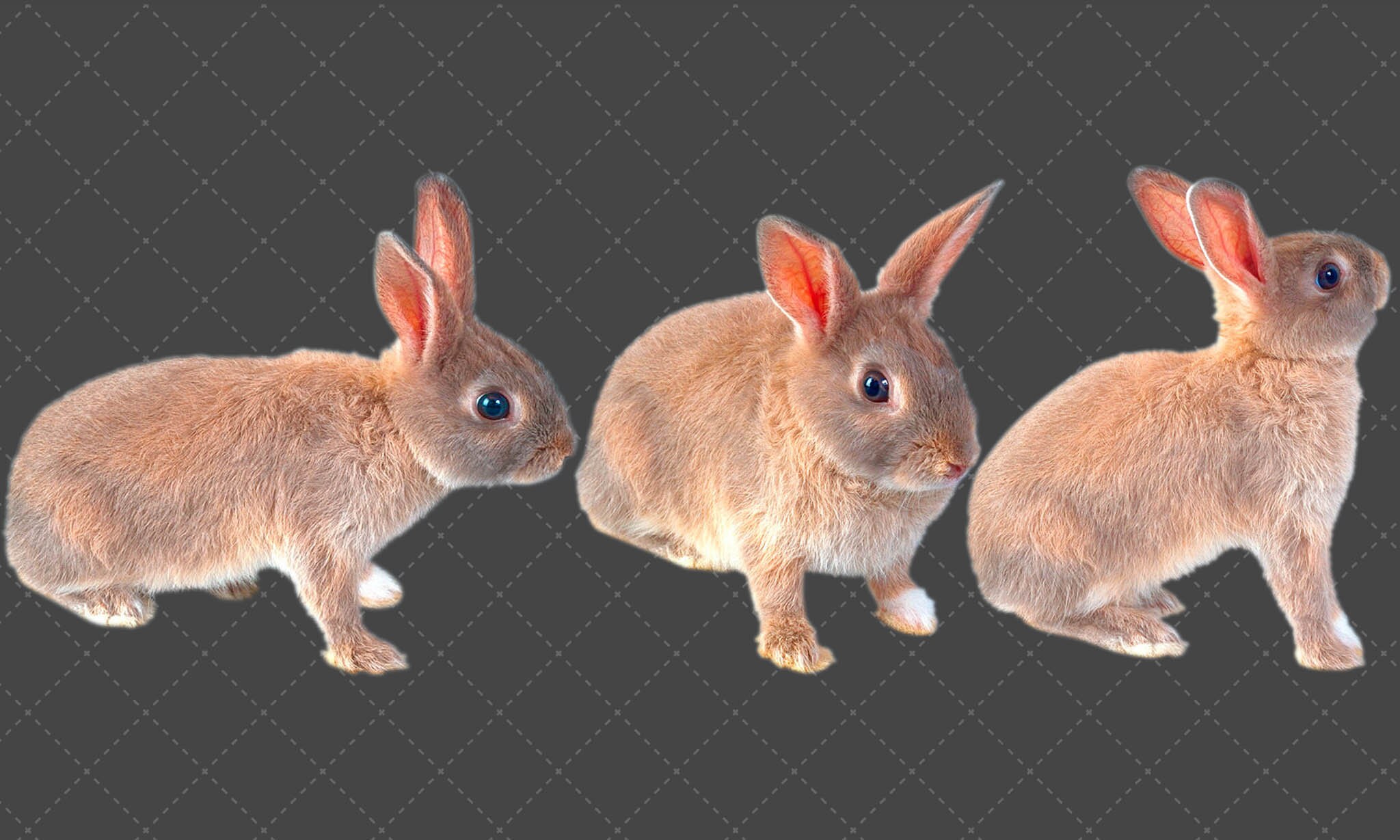 Rabbit Overlay, Rabbit Png, Bunny Png, Bunny Overlay, Digital Image ...