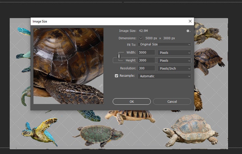 Turtle Overlay, Turtle Stock, Turtle PNG, PNG, Overlay, Digital ...