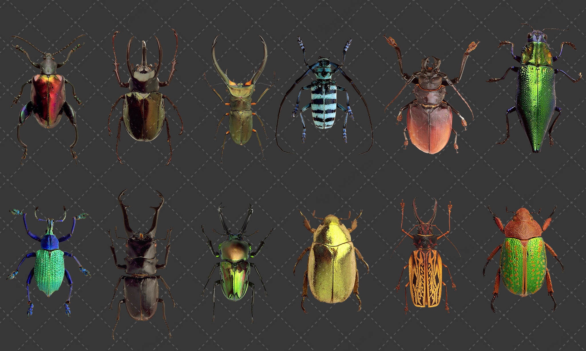 Beetle Overlay, Beetle PNG, PNG, Overlay, Photoshop, Digital Download ...