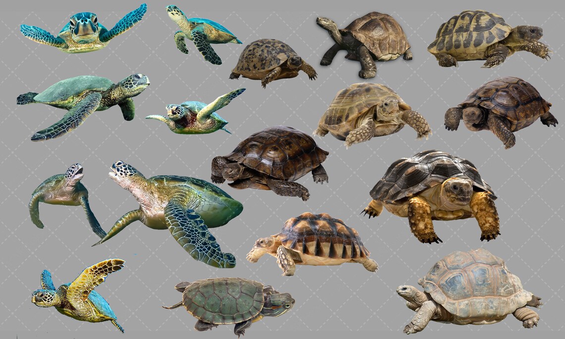 PNG, Overlay, Turtle PNG, Ocean PNG, Nautical Overlay, Overlay, Ocean ...