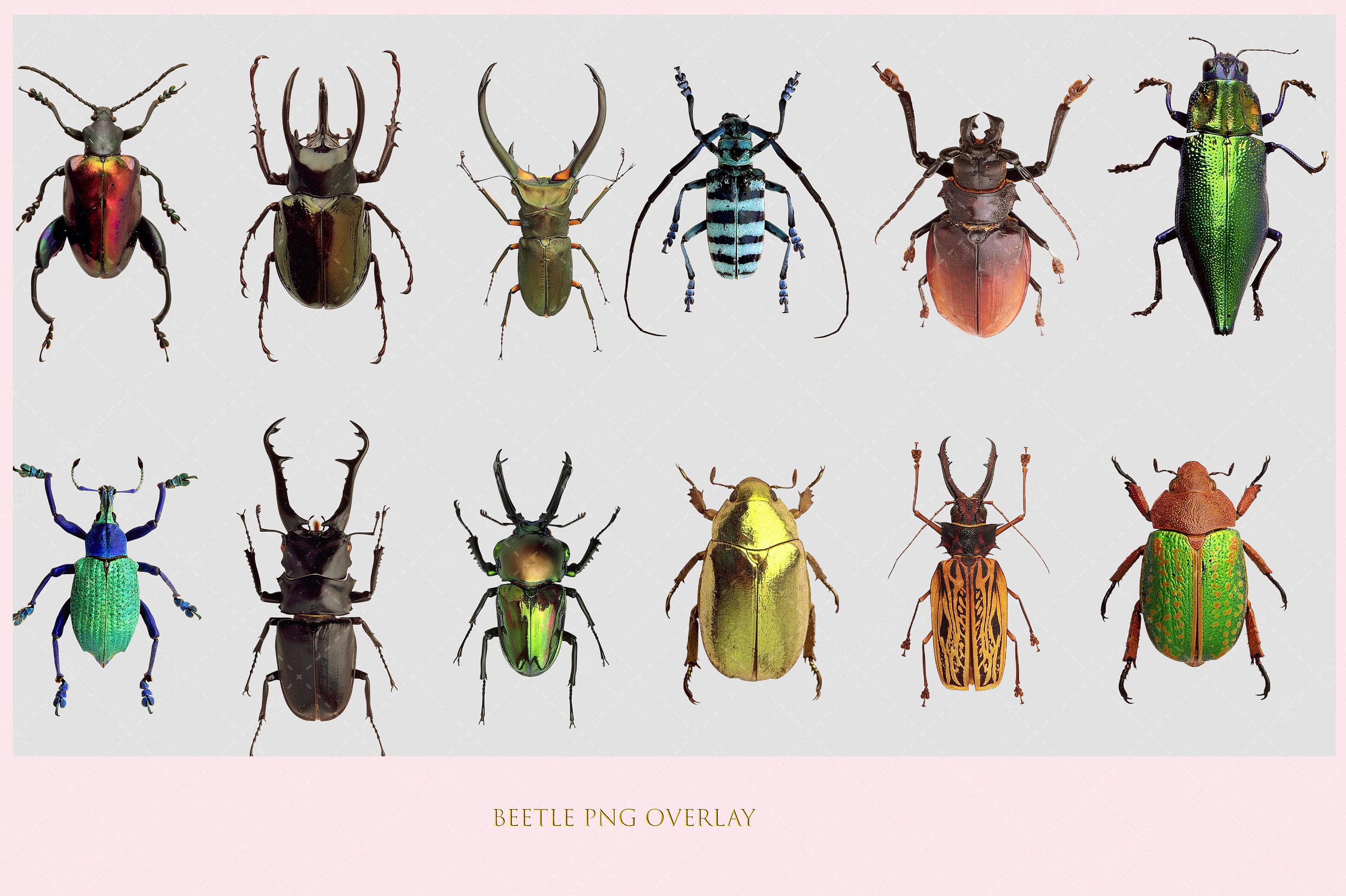 Beetle Overlay, Beetle PNG, PNG, Overlay, Photoshop, Digital Download ...