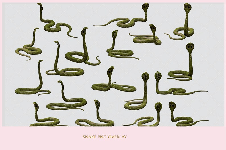 Snake Overlay Snake PNG PNG Overlay Transparent - Etsy