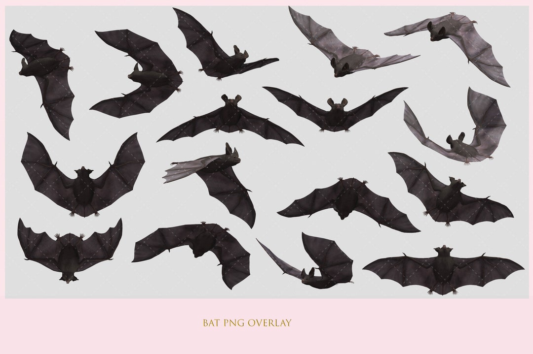 Bat PNG, Bat Overlay, PNG File, Overlay, Photoshop, Composite Creation ...