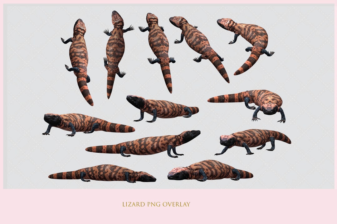 Lizard Overlay, Lizard PNG, PNG, Overlay, Digital Image, Composite ...