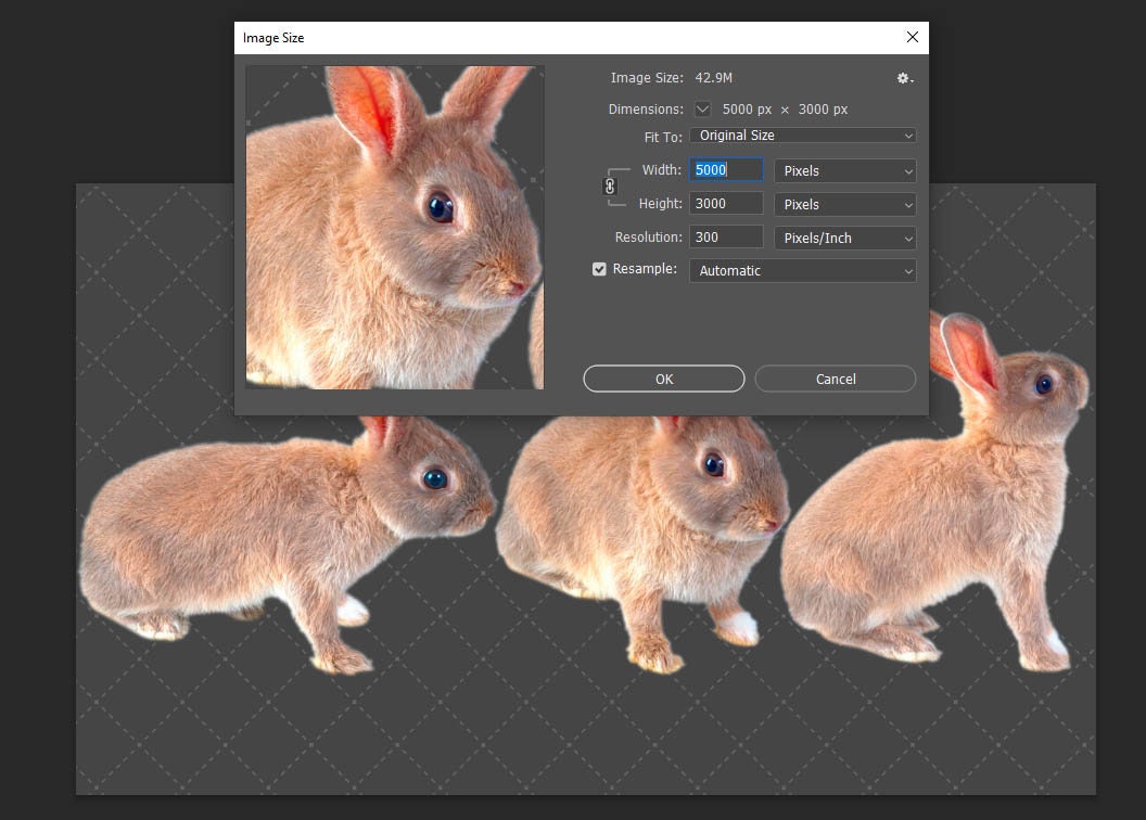Rabbit Overlay, Rabbit Png, Bunny Png, Bunny Overlay, Digital Image ...