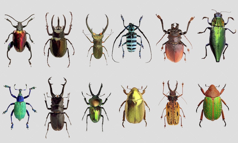 Beetle Overlay, Beetle PNG, PNG, Overlay, Photoshop, Digital Download ...