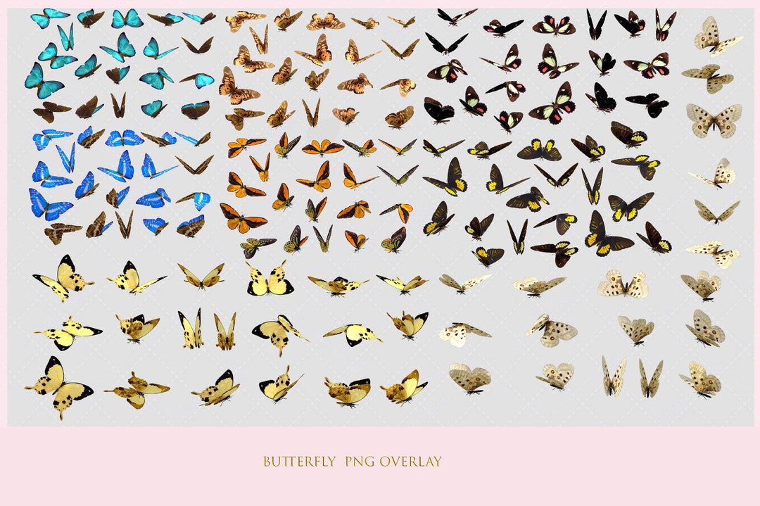Butterfly Overlay, Butterfly PNG, Png, Overlay, Butterfly, Digital ...