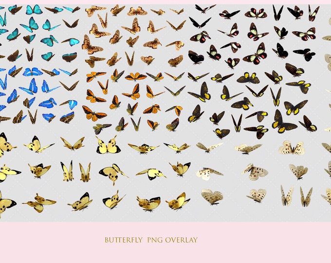 Butterfly Overlay, Butterfly PNG, Png, Overlay, Butterfly, Digital ...