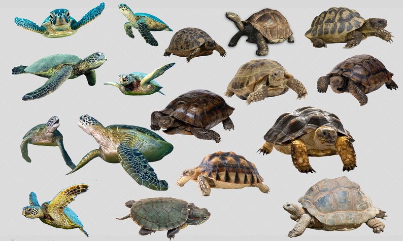 Turtle Overlay, Turtle Stock, Turtle PNG, PNG, Overlay, Digital ...
