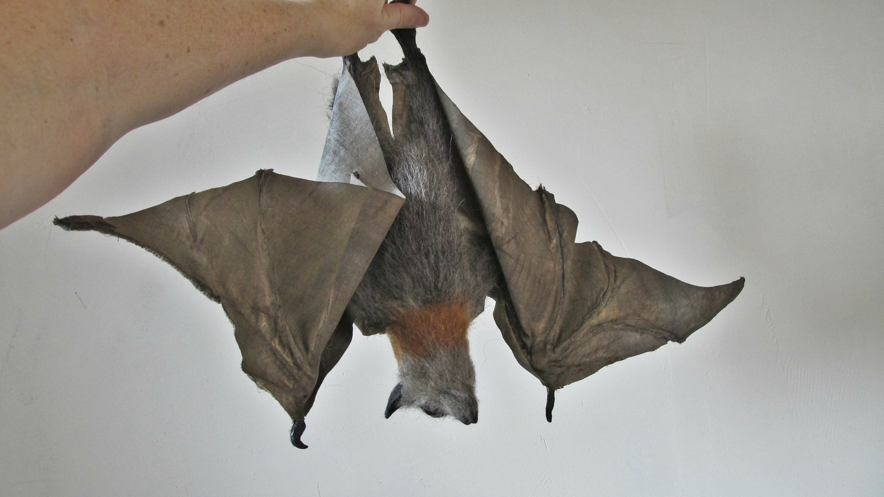 Needle felted bat Grey-headed flying fox | Etsy
