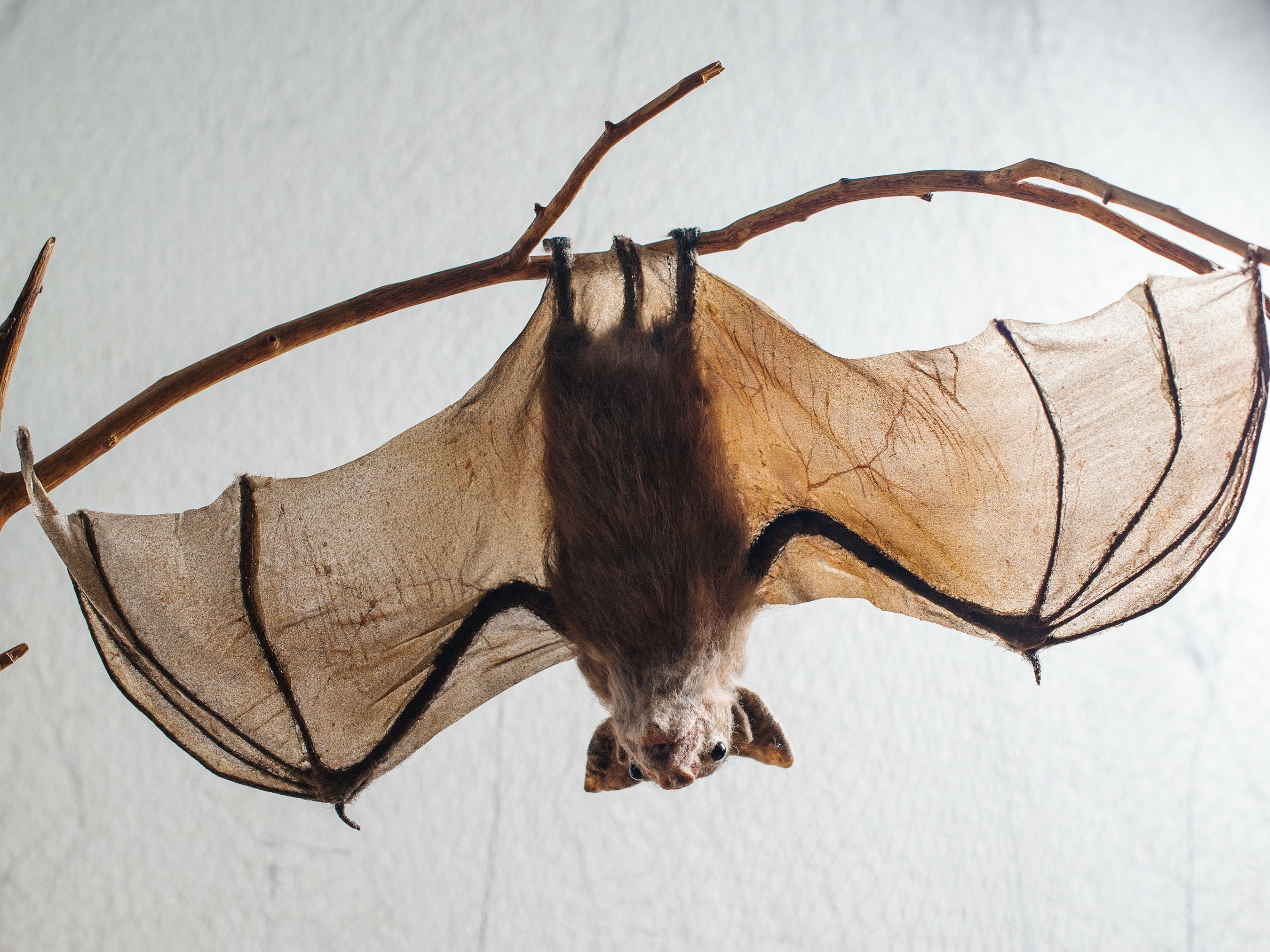Realistic Vampire Bat Sculpture Halloween Party Decoration - Etsy