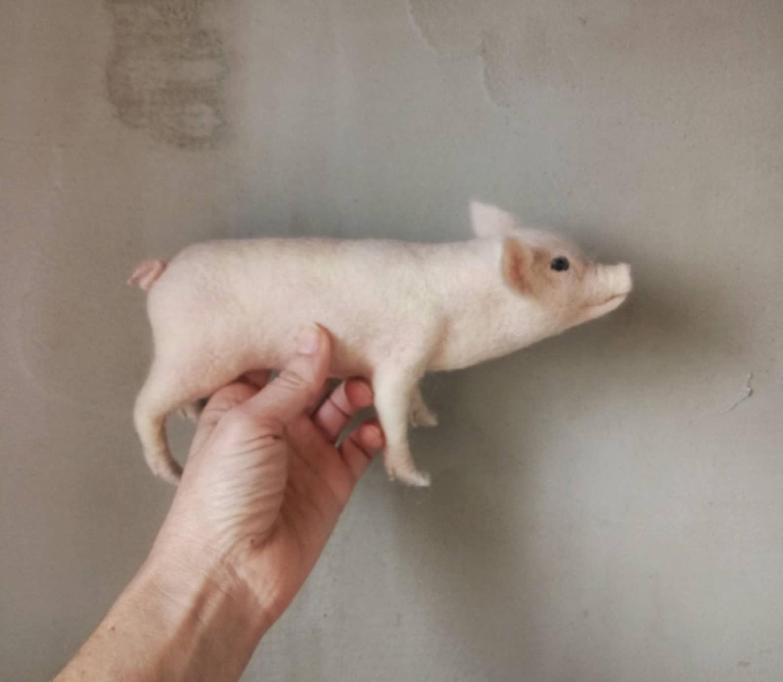 Needle Felted Pig and Piglets - Etsy