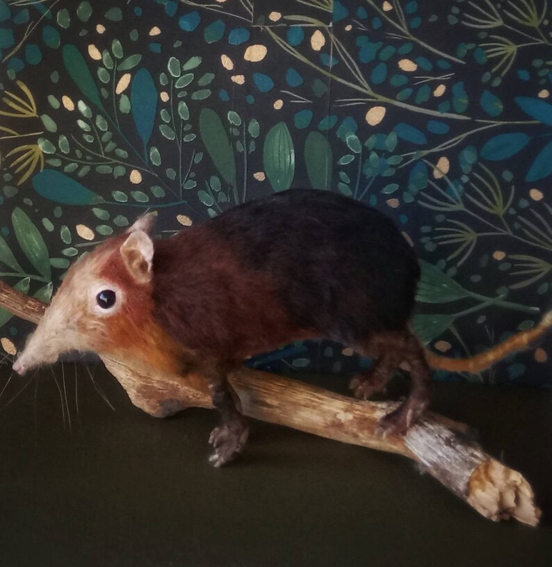 Odd Woolen Animal Realistic African Mammal Black and Rufous - Etsy