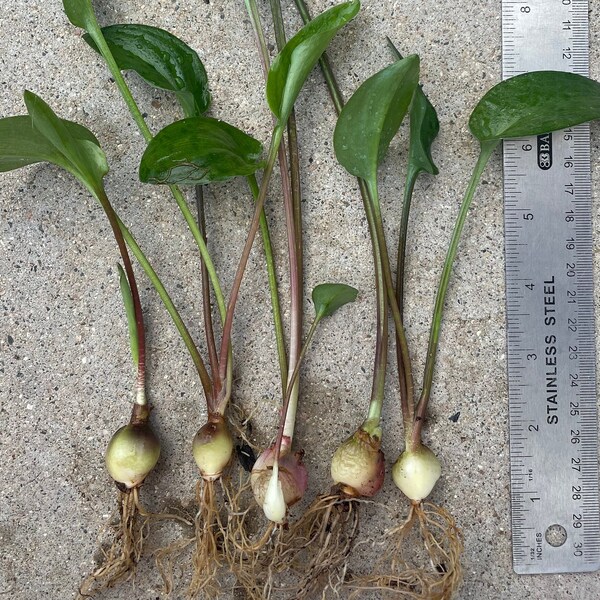 Rare Hosta Seeds - Etsy