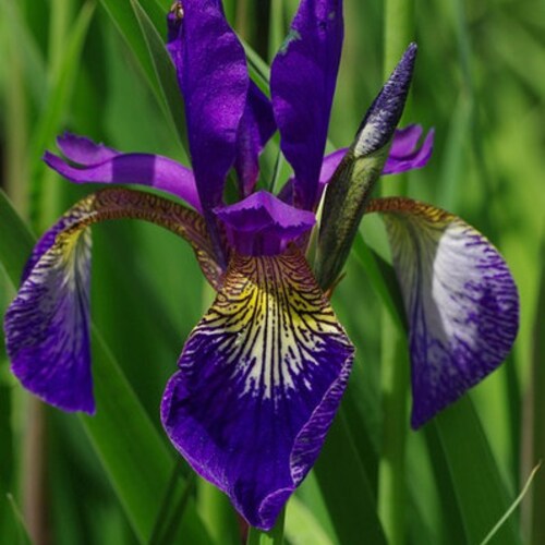 SALE Iris Sibirica purple Siberian Iris 20 Seeds - Etsy
