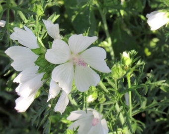 Musk Mallow Seeds - Etsy