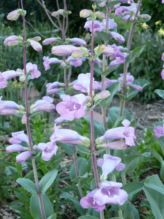 Seeds & Bulbs Home & Hobby 50 Seeds Penstemon grandiflorusLARGE ...