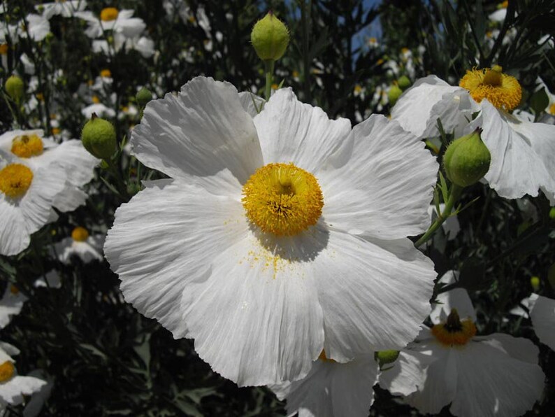 Romneya Coulteri 'matilija Poppy' 30 Seeds - Etsy