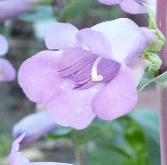 Seeds & Bulbs Home & Hobby 50 Seeds Penstemon grandiflorusLARGE ...