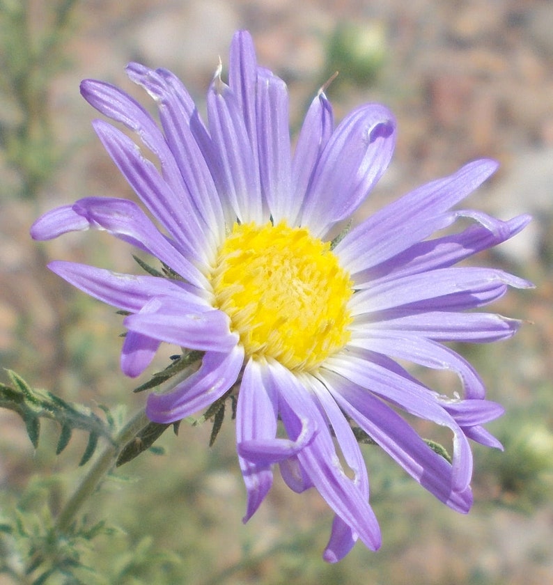 Machaeranthera Tanacetifolia 'tahoka Daisy' 100 Seeds | Etsy