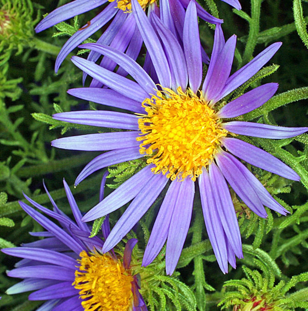 SALE Machaeranthera Tanacetifolia 'tahoka Daisy' 100 Seeds - Etsy