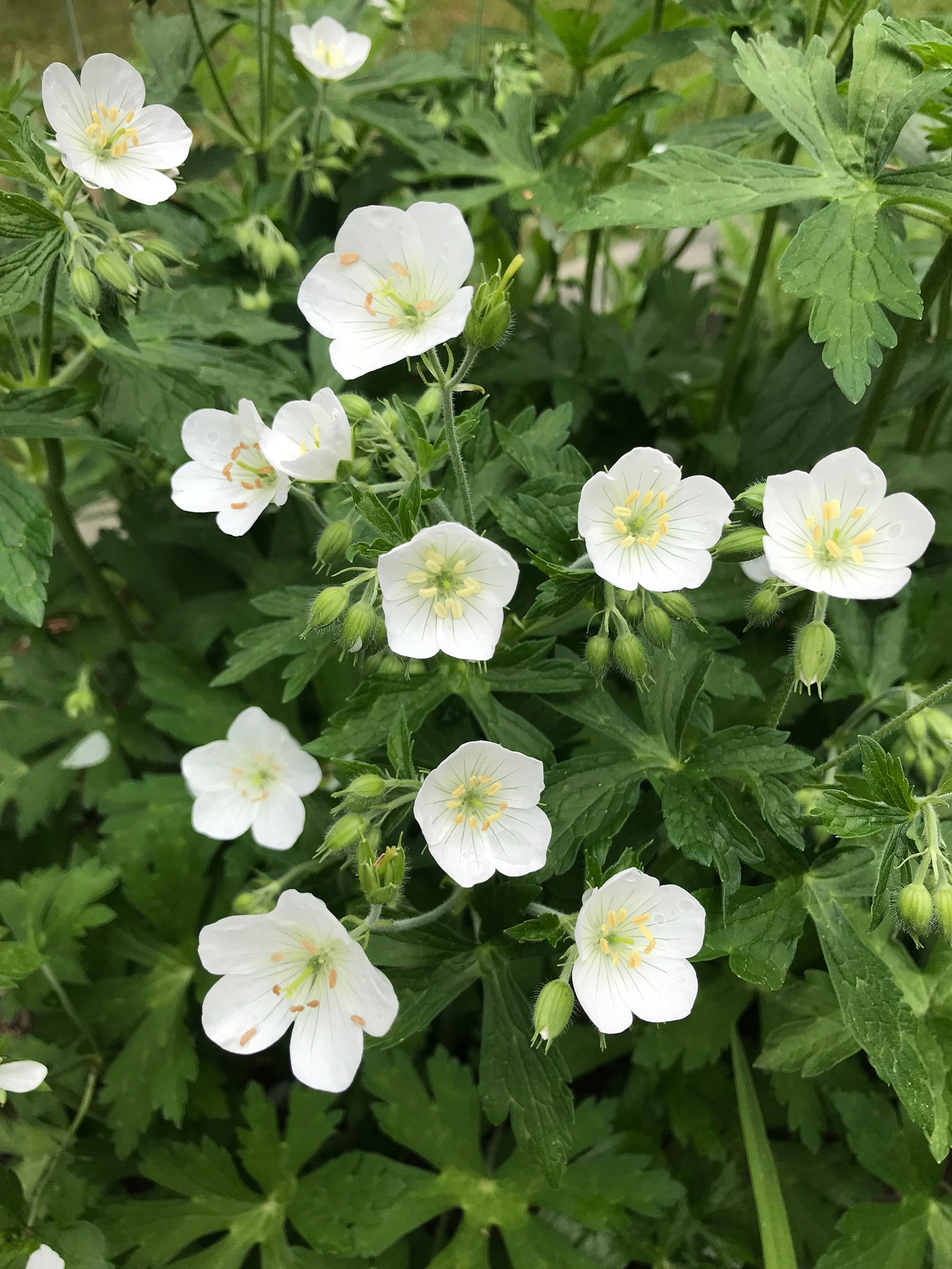 Geranium phaeum 'Album' Hardy Geranium 15 Seeds | Etsy