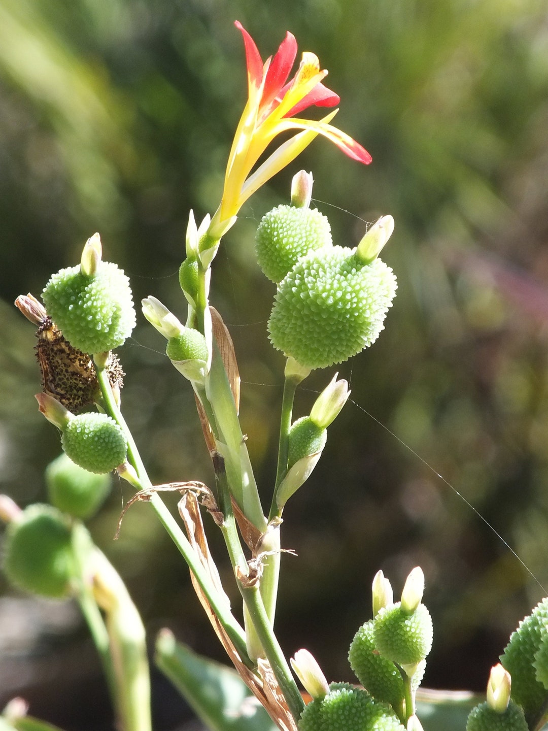 Canna Indica Var. Patens indian Shot 15 Seeds - Etsy