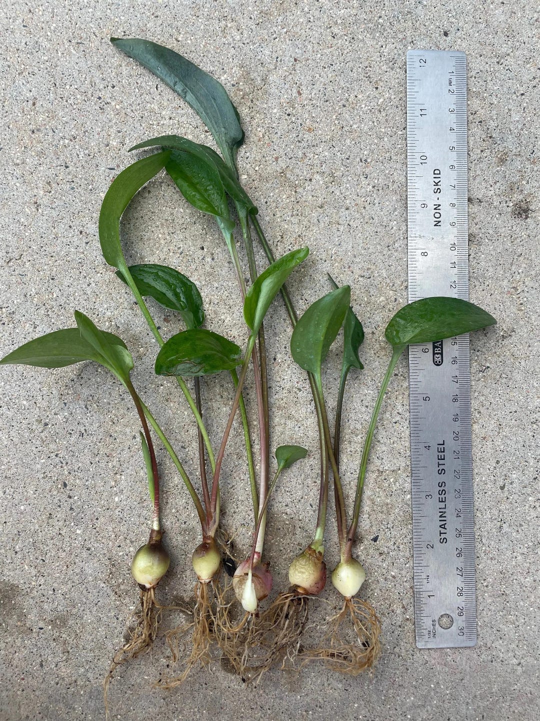 Drimiopsis Maculata (african Hosta) 10 Medium Bulbs - Etsy