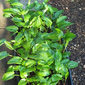 Drimiopsis Maculata (african Hosta) 10 Medium Bulbs - Etsy