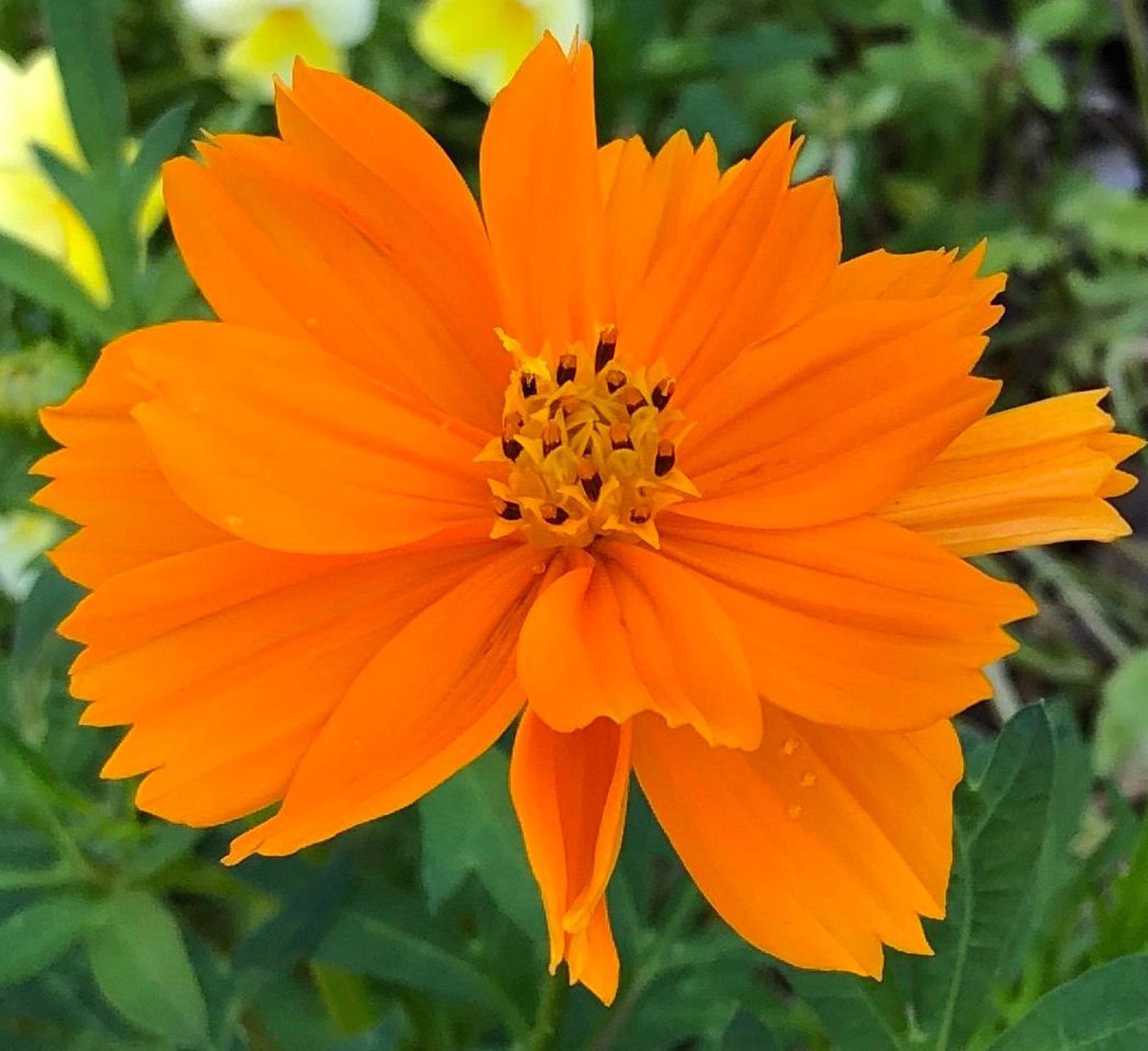 Cosmos Sulphureus 'cosmic Orange' 50 Seeds | Etsy