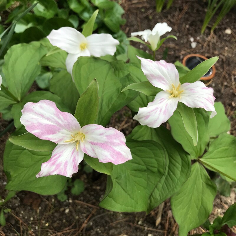 White Trillium Plants - Etsy