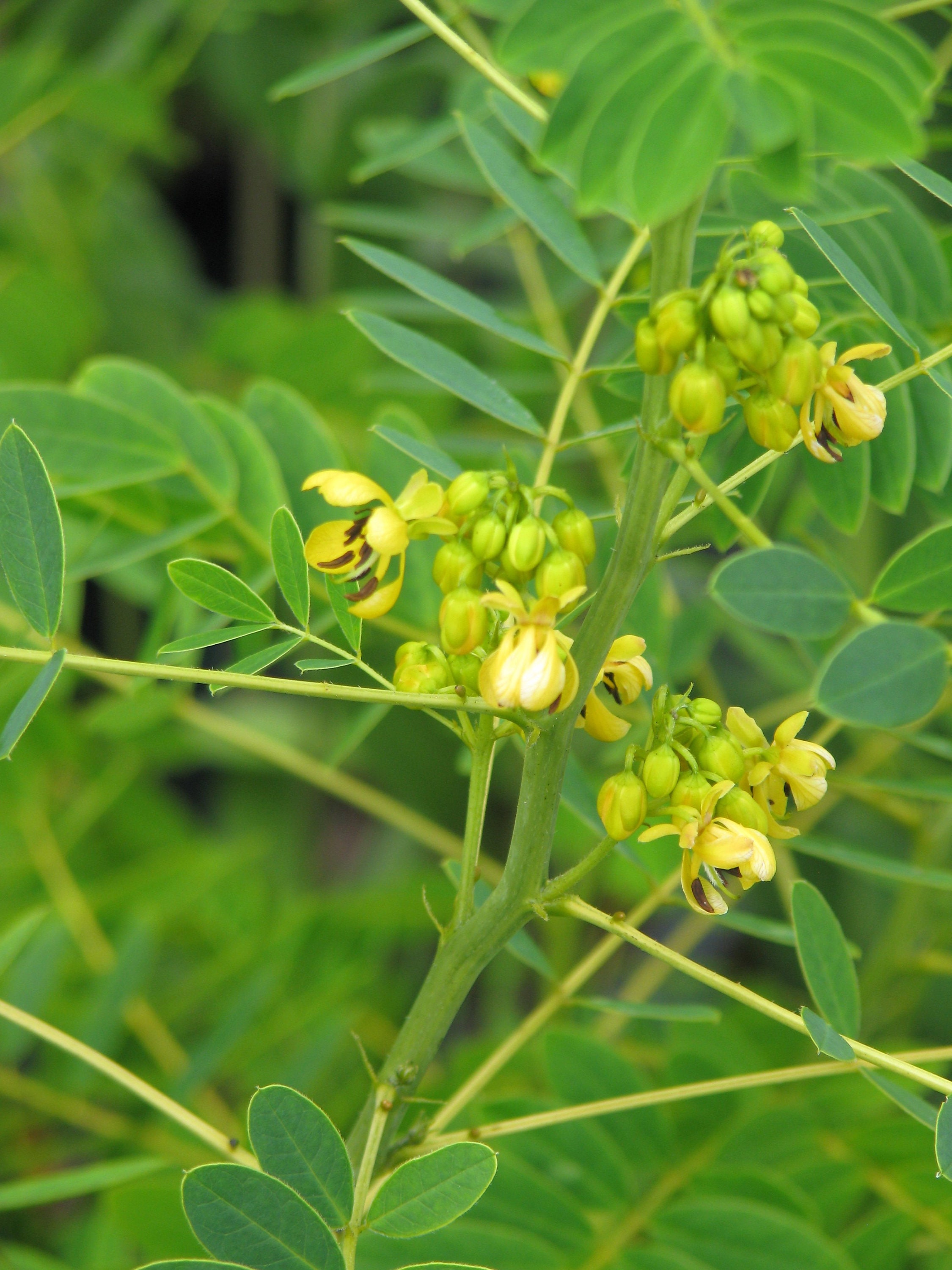 Senna Hebecarpa Seed Pods