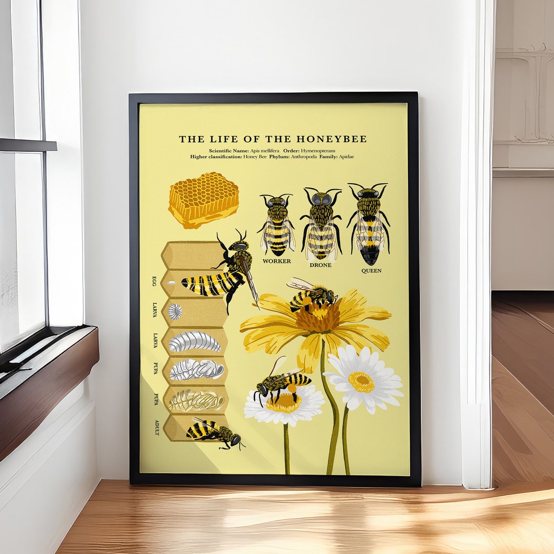 The Life of the Honey Bee Poster, Knowledge Poster, Vintage Poster Wall ...