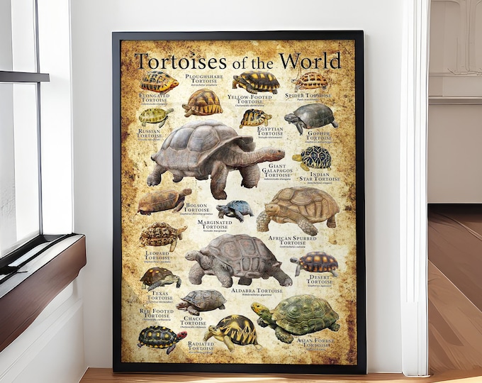 Types of Tortoises Poster, Tortoises Print, Tortoises Art, Tortoises ...