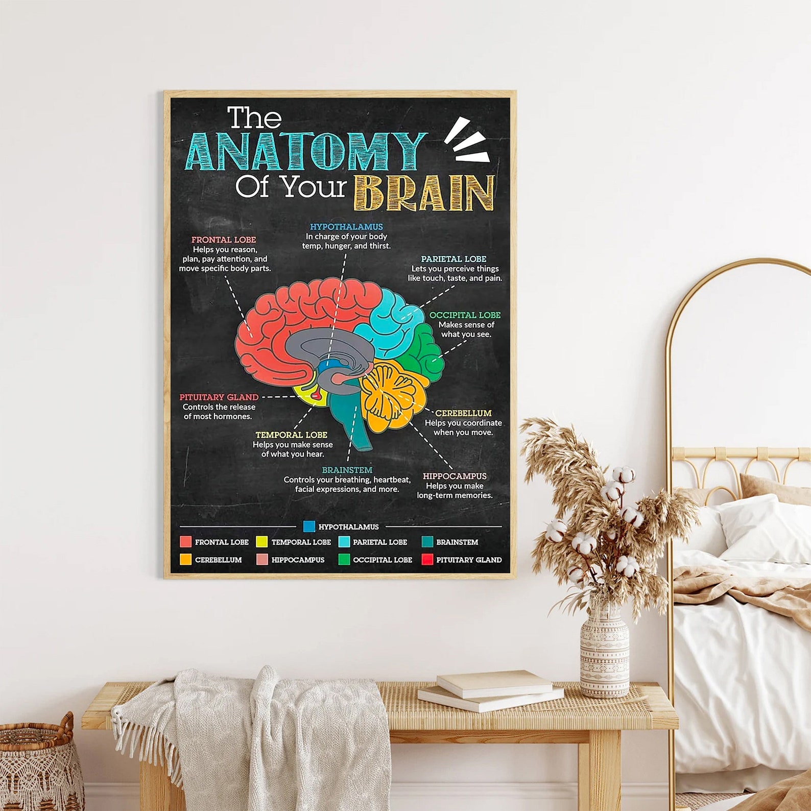 The Anatomy Your Brain Knowledge Poster, Educational Canvas Wall Art ...