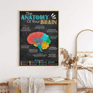 The Anatomy Your Brain Knowledge Poster, Educational Canvas Wall Art ...