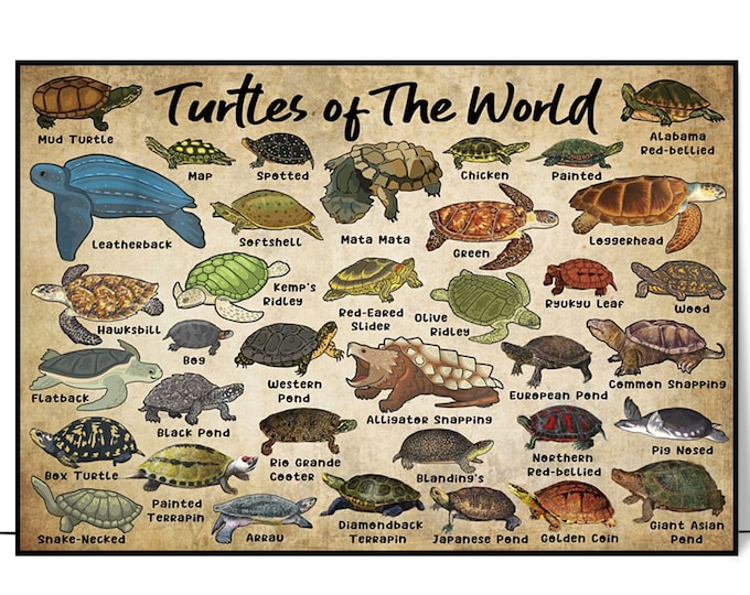 Types of Tortoises Poster, Tortoises Print, Tortoises Art, Tortoises ...