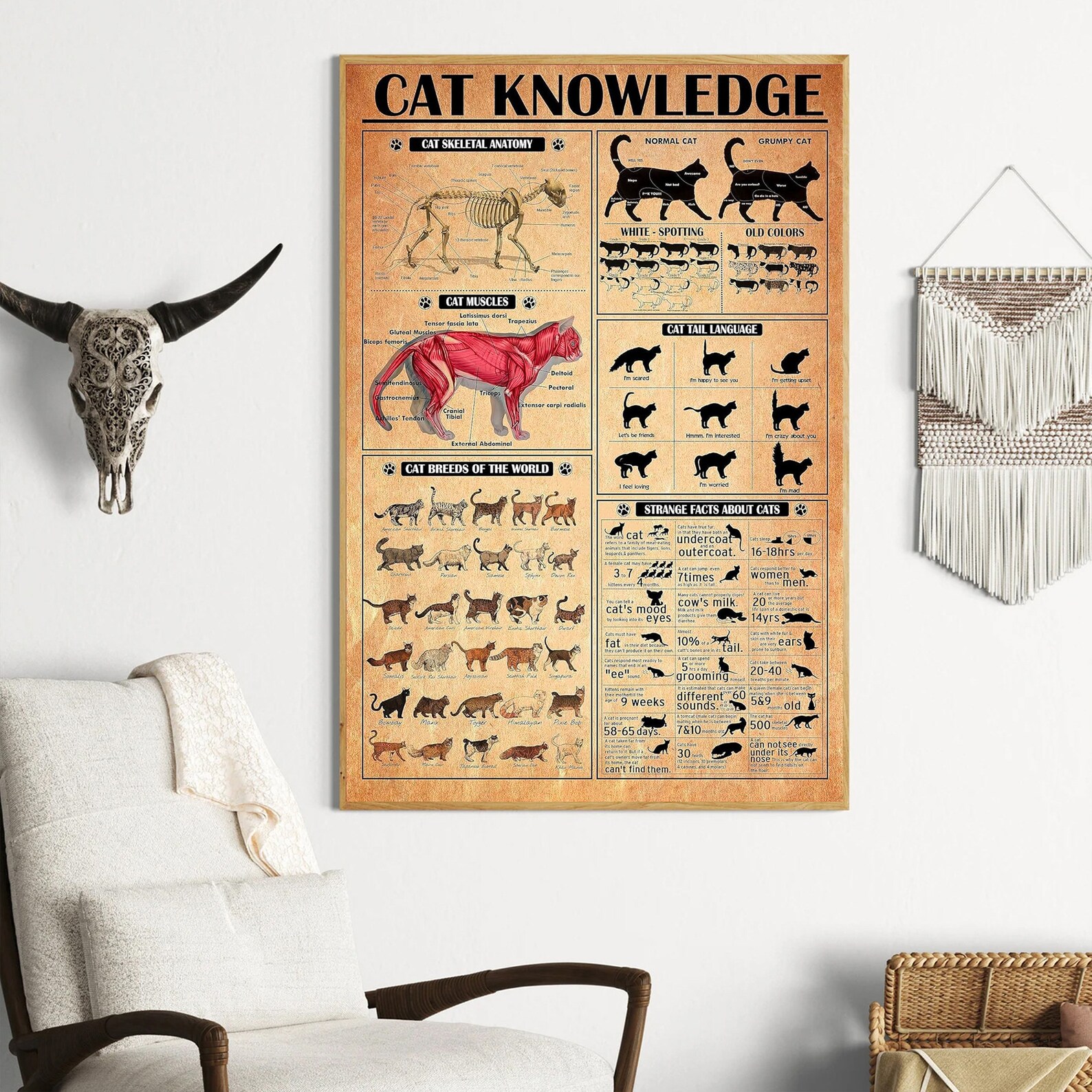 Cat Knowledge Poster – Cat Skeletal Anatomy, Muscular System & Breeds ...
