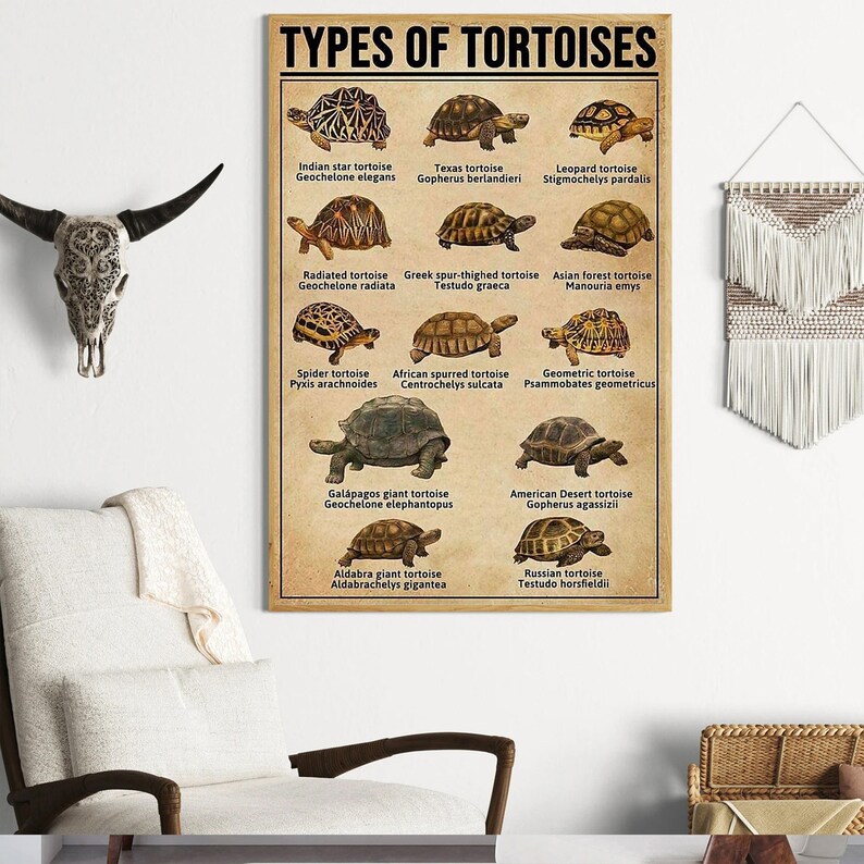Types of Tortoises Poster, Tortoise Knowledge Wall Art, Educational ...