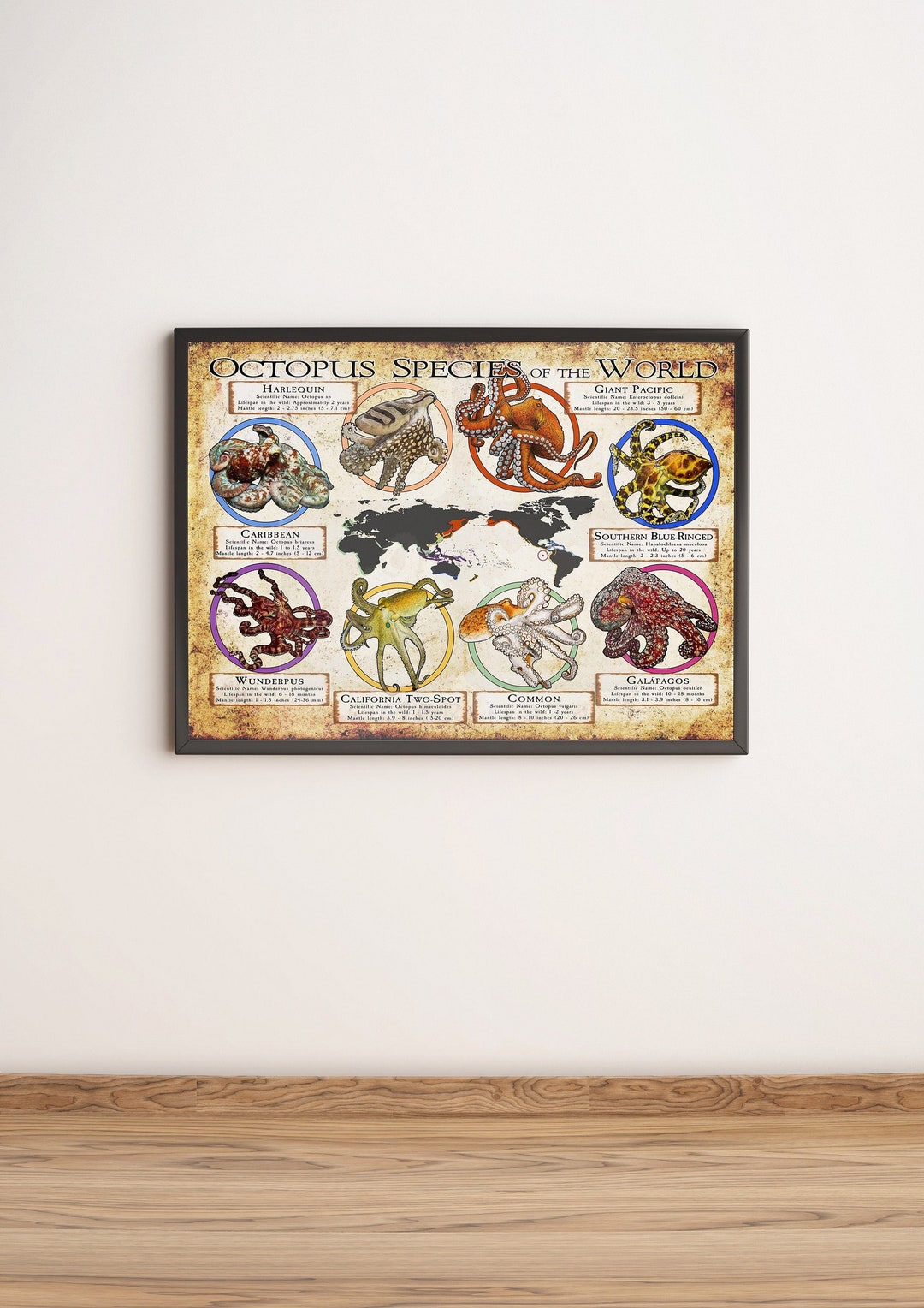 Octopus Species of the World Poster Retro, Octopus Lover Gift, Octopus ...