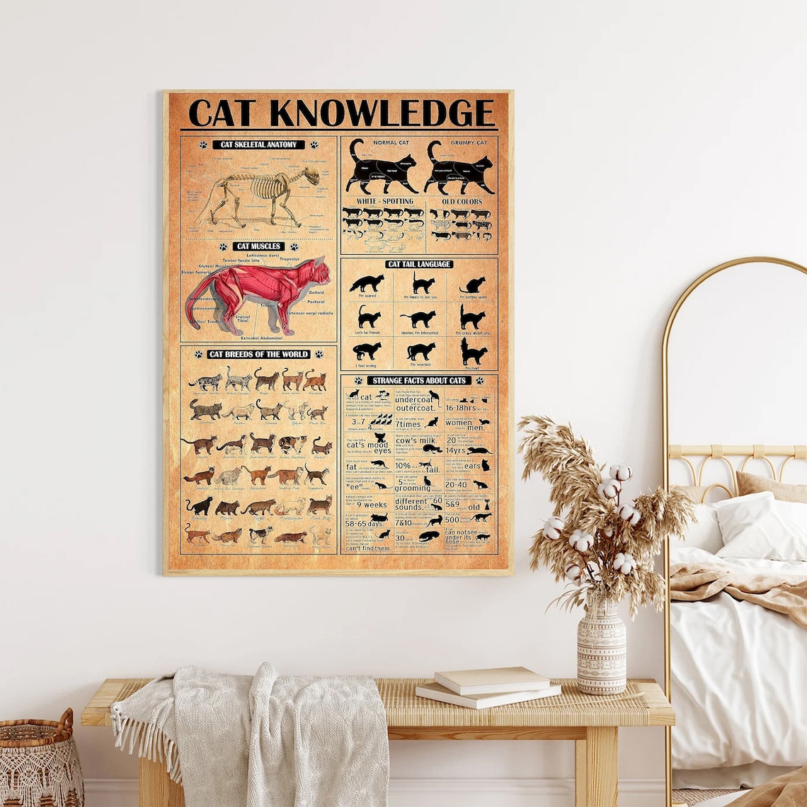 Cat Knowledge Poster – Cat Skeletal Anatomy, Muscular System & Breeds ...
