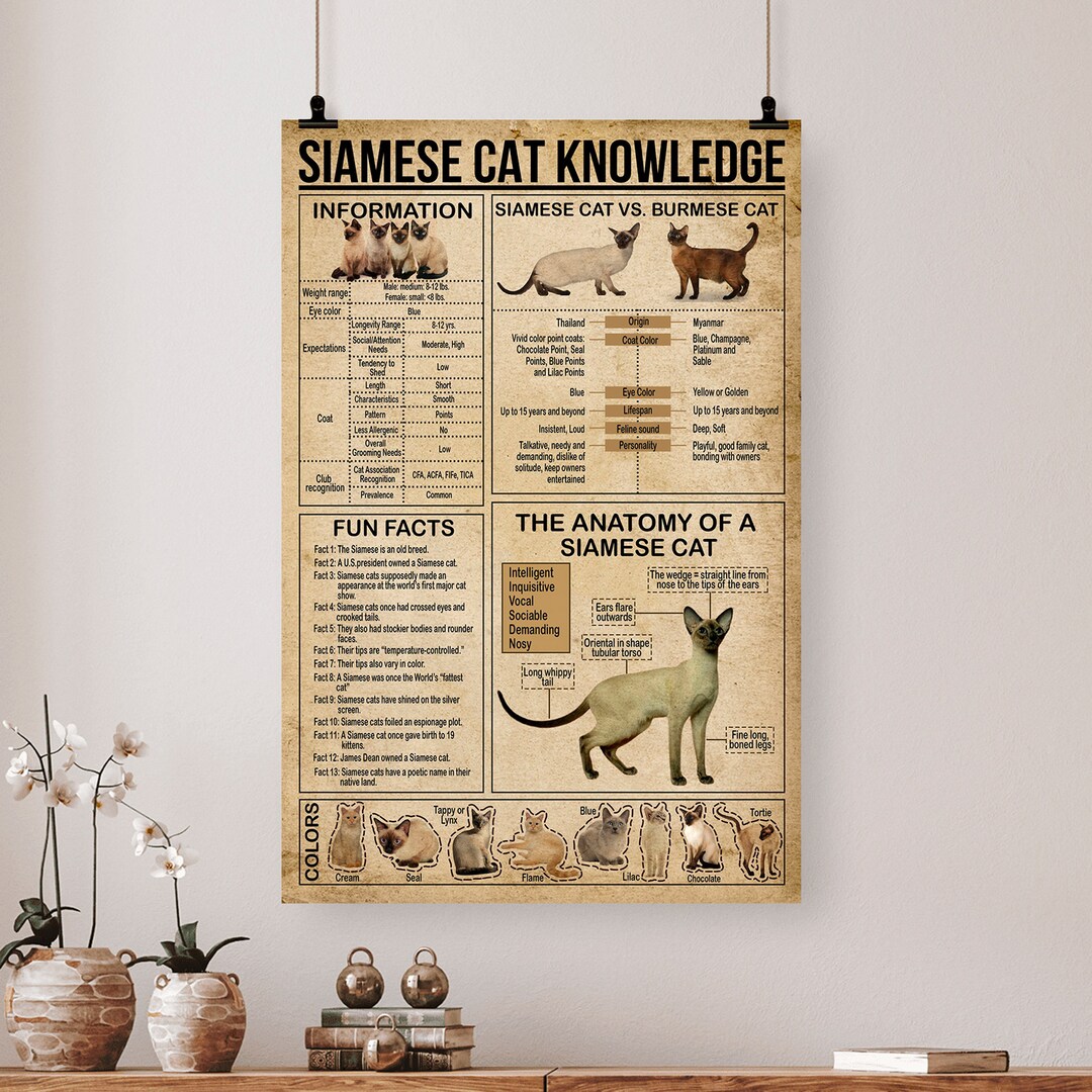 Siamese Cat Knowledge Poster, Vintage Poster, Decor Wall, Knowledge ...