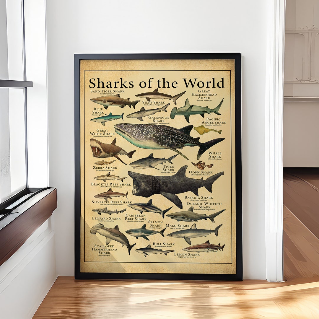 Sharks of the World Retro Poster/canvas, Sharks Vintage Poster, Shark ...