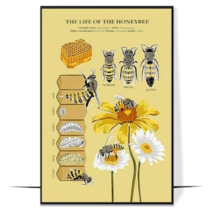 The Life of the Honey Bee Poster, Knowledge Poster, Vintage Poster Wall ...