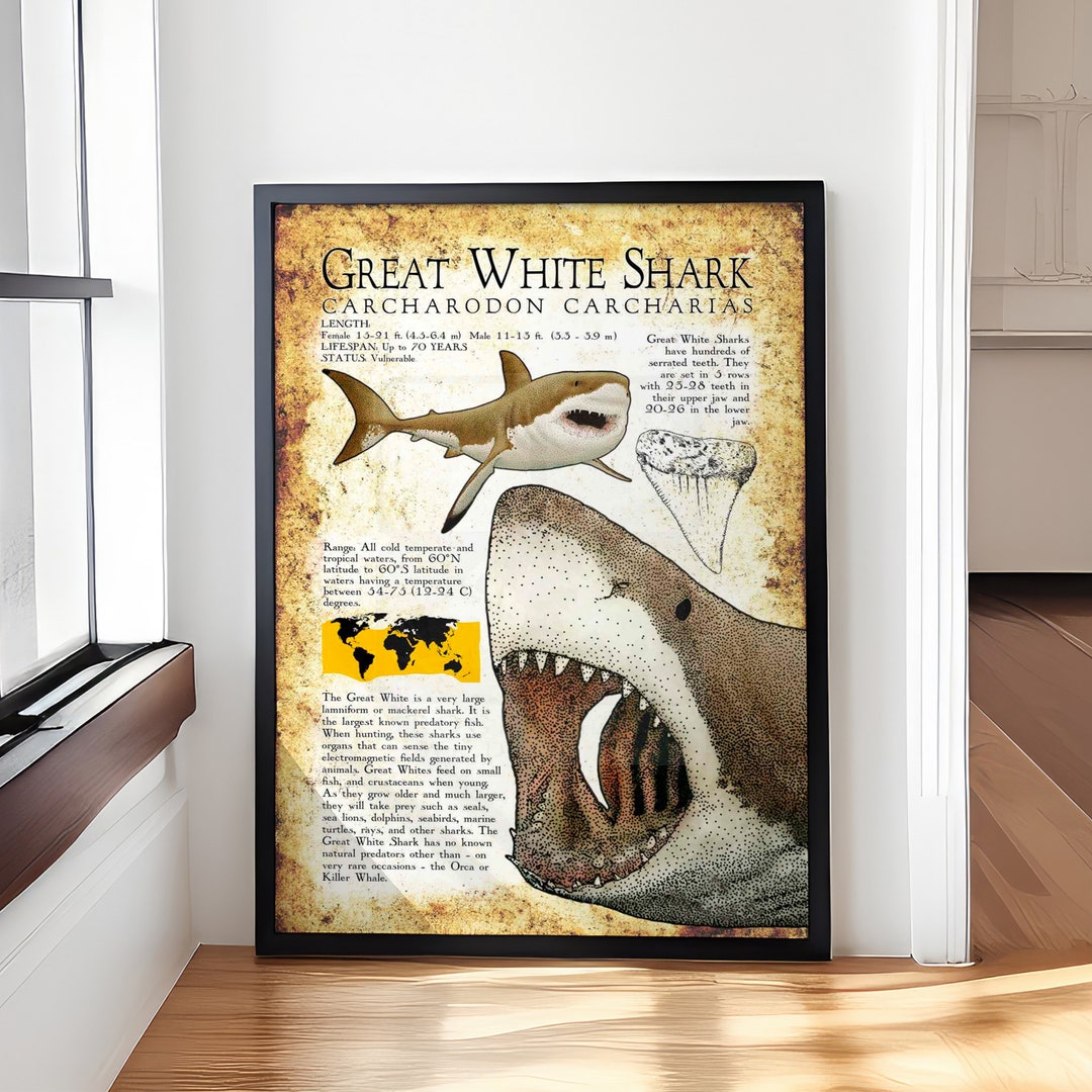 Great White Shark Retro Poster/canvas, Sharks Vintage Poster, Shark ...