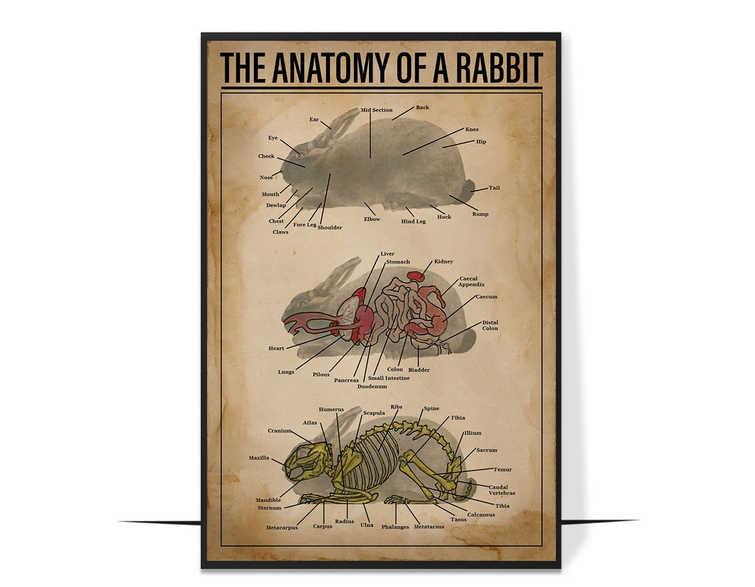 The Anatomy of A Rabbit Poster, Knowledge Poster, Rabbit Art Print ...