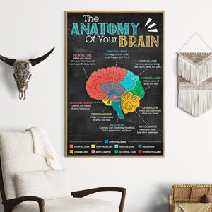 The Anatomy Your Brain Knowledge Poster, Educational Canvas Wall Art ...